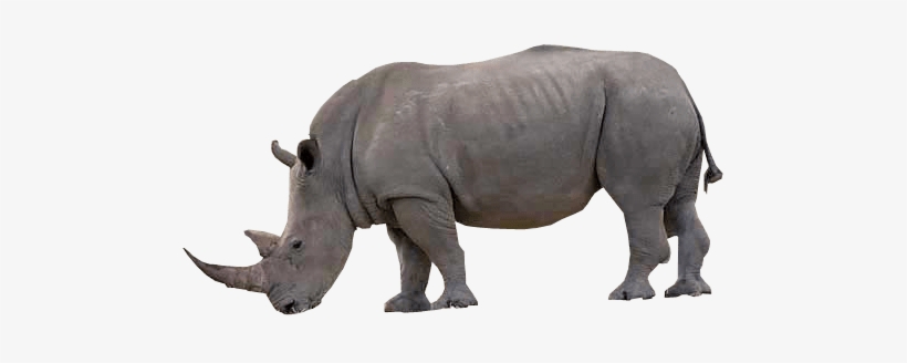 Rhino Transparent Background Image - Rhino Transparent Background PNG ...