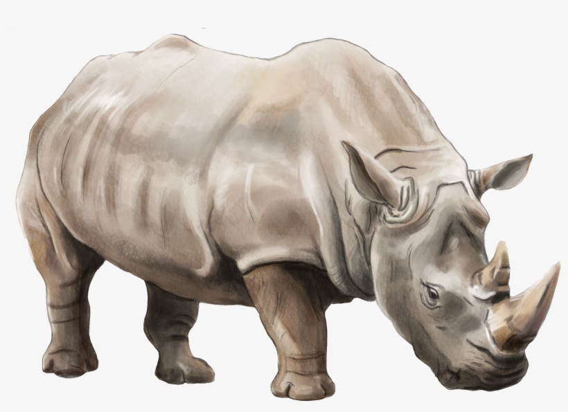 White Rhino Transparent Background PNG Image | Transparent PNG Free ...