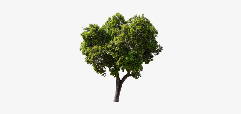 Isolated Trees On White Background, Trees, Isolated, - Tree With A White Background PNG Image ...
