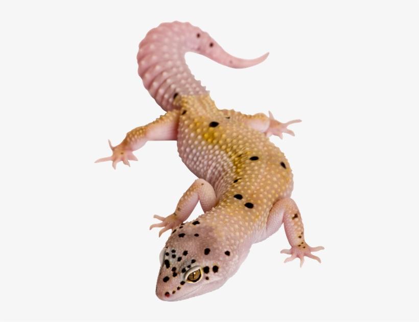 Common Leopard Gecko PNG Image | Transparent PNG Free Download on SeekPNG