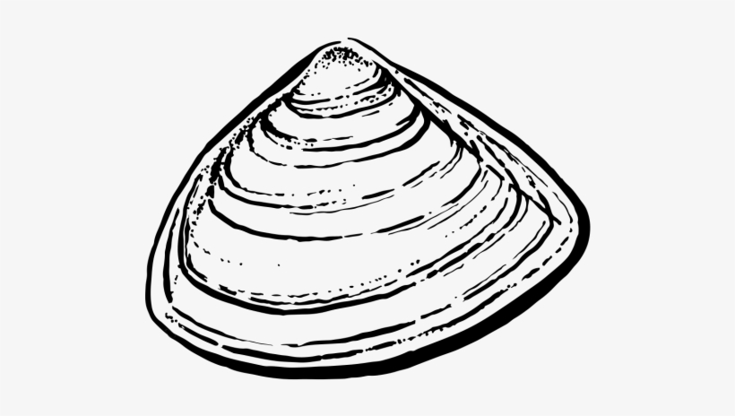 Picture Free Download Tua Cloudy Bay Clams Diamond - Clams Black And ...