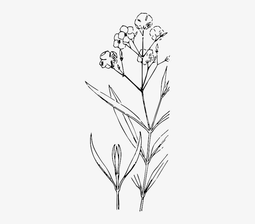 Download Black, Plants, Flower, White, Plant, Oleander - Oleander Line ...