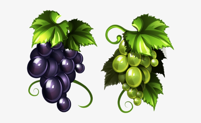 Dessin Raisin Png PNG Image | Transparent PNG Free Download on SeekPNG