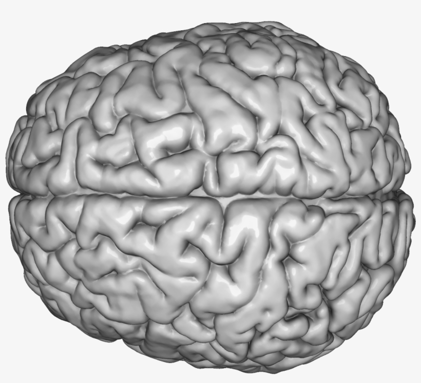 By Threeform Jan 21, 2018 View Original - Human Brain PNG Image ...