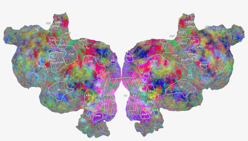 2014 A Flattened Representation Of The Human Brain - Python Shapely PNG ...