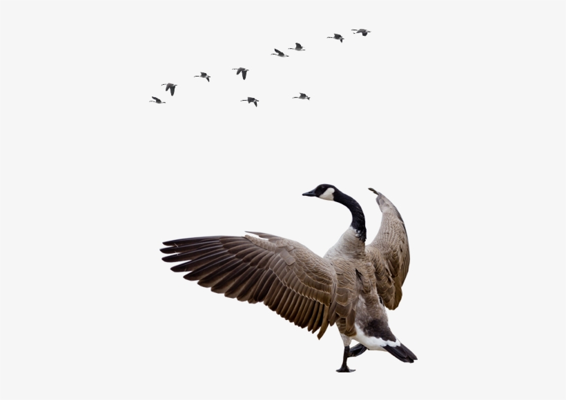 Goose Png - Transparent Goose Png PNG Image | Transparent PNG Free ...