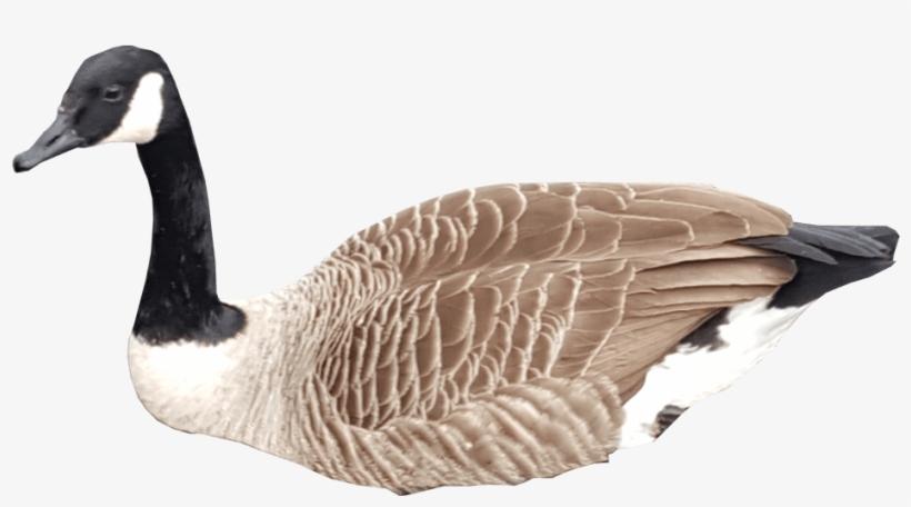 Canadian Goose Swimming No Background - Goose Sitting Png PNG Image ...