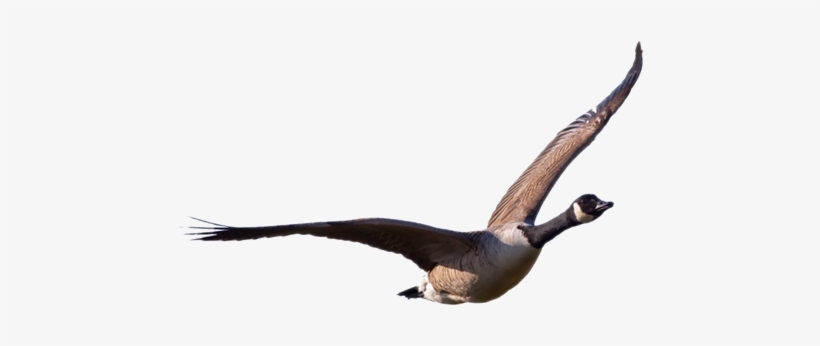 Download Goose Transparent Png1 - Canadian Goose Flying Png ...