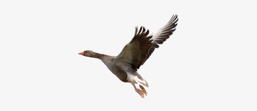 Last Day Fluidmask - Flying Geese No Background PNG Image | Transparent ...
