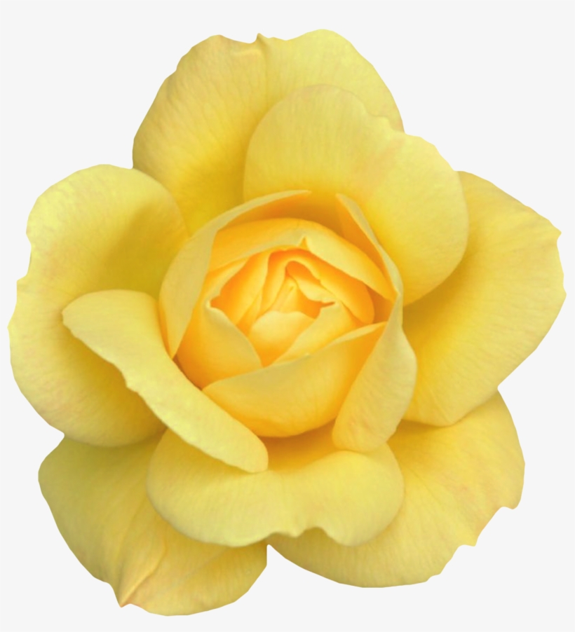 Yellow Rose PNG Image | Transparent PNG Free Download on SeekPNG