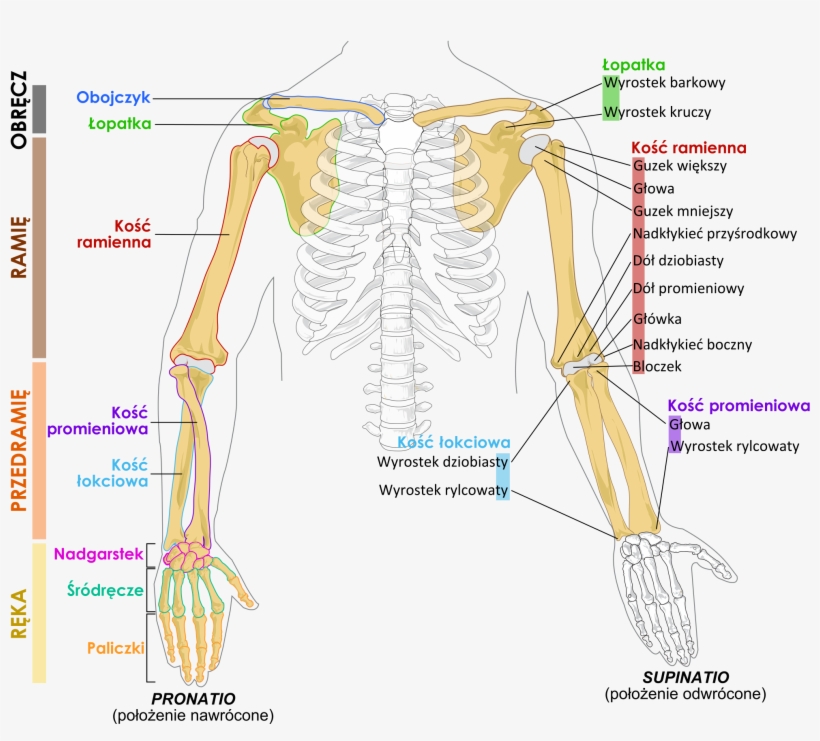 Download Human Arm Bones Diagram Pl - Arm Bones Diagram | Transparent ...
