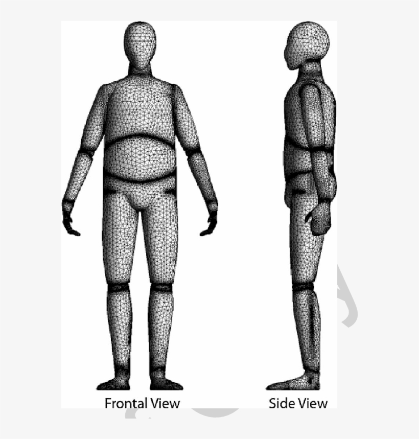 Frontal And Side Views Of The Meshed Human Body Computer - Human ...