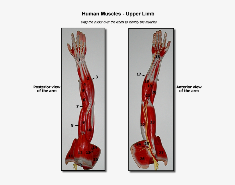 Download Upper Limb Muscles - Human Muscles Upper Limb | Transparent ...