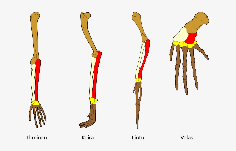 Homology Vertebrates - Illustration Of Homologous Structure PNG Image ...
