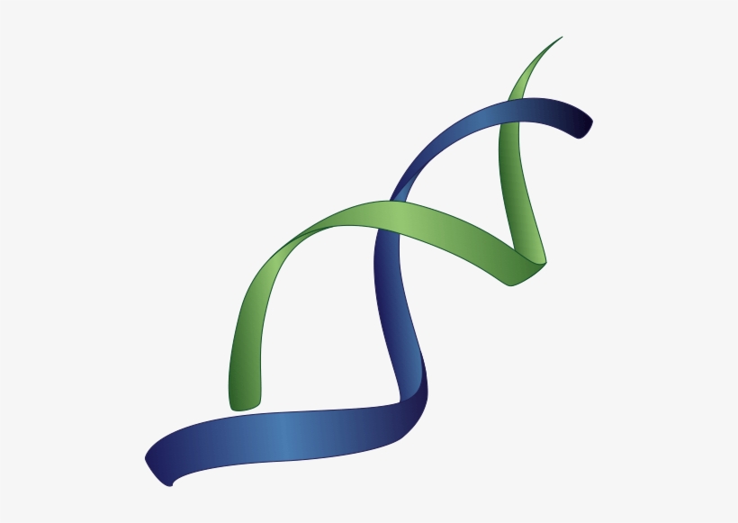 Double Helix Png PNG Images | PNG Cliparts Free Download on SeekPNG