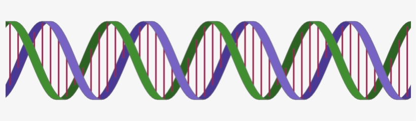 Vertical Vector Double Helix Picture Transparent Stock - Graphic Design ...