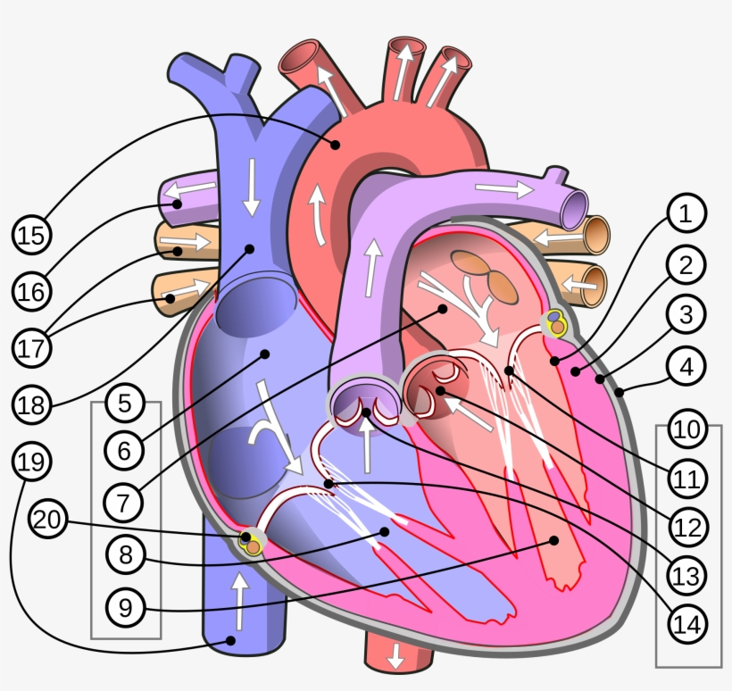 Open - Human Heart Labeled In English PNG Image | Transparent PNG Free ...