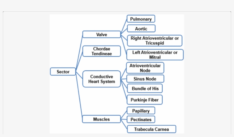 Taxonomy Of Classification Of Anatomical Sectors Present - Present ...