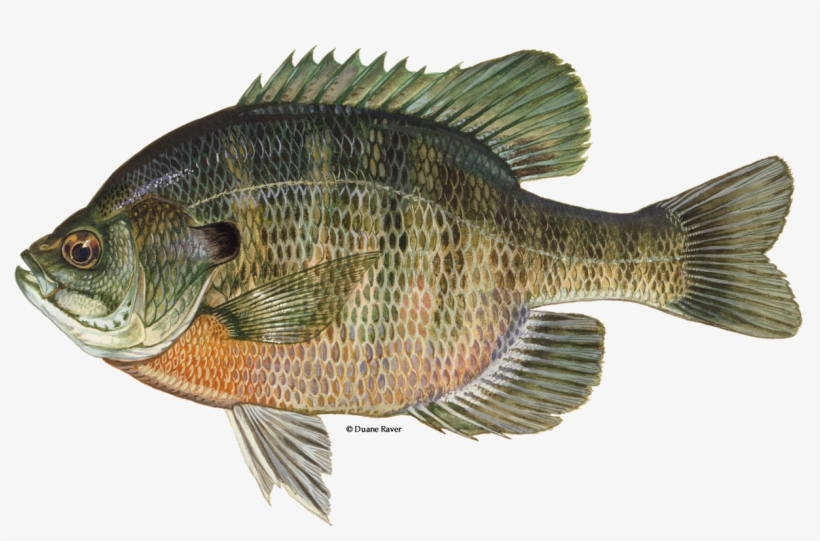 Bluegill Fish PNG Image | Transparent PNG Free Download on SeekPNG