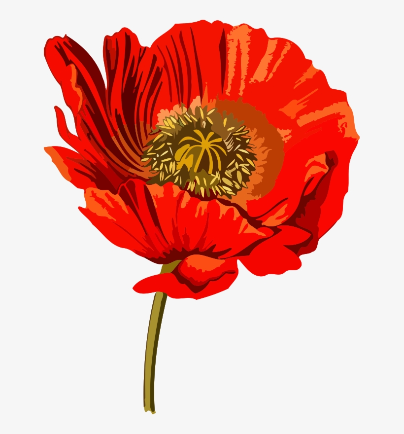 Download Opium Poppy Opium Wars Common Poppy - Opium Png | Transparent ...