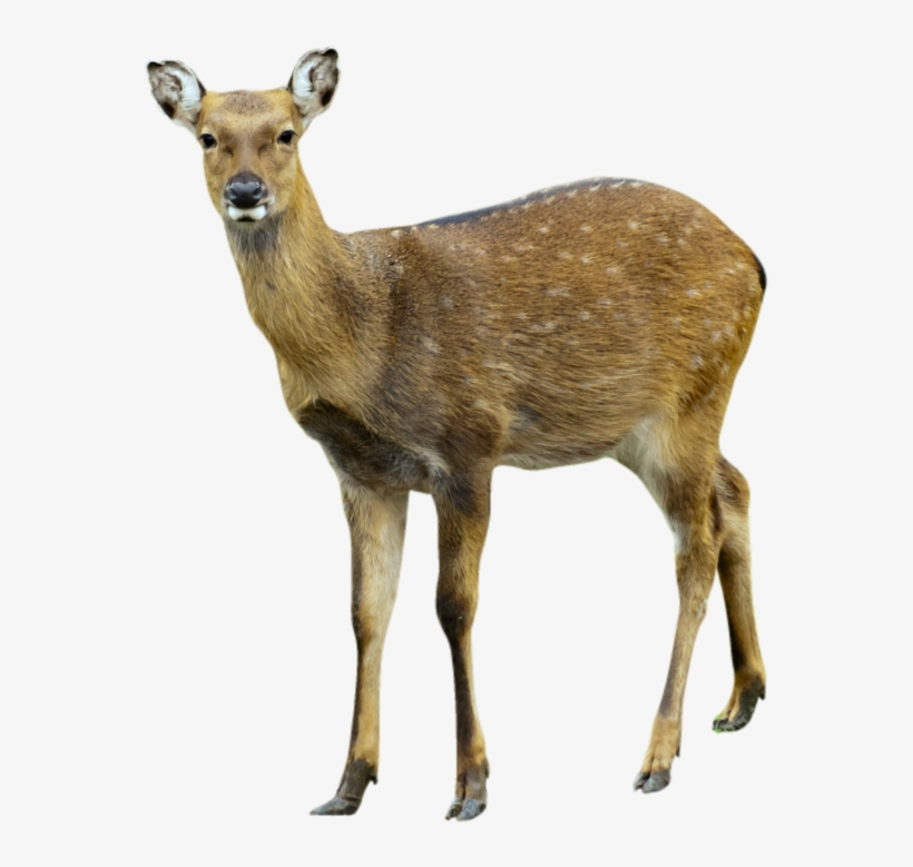 Deer Png Images Transparent Free Download - Deer Transparent Background ...
