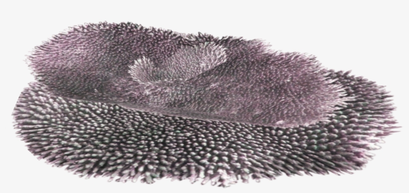 Table Coral 5 - Wiki PNG Image | Transparent PNG Free Download on SeekPNG