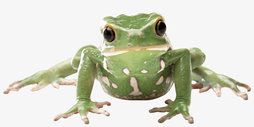 Frog Front - Transparent Frog Png PNG Image | Transparent PNG Free ...
