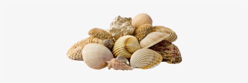 Shell Transparent Seashell - Seashell PNG Image | Transparent PNG Free ...