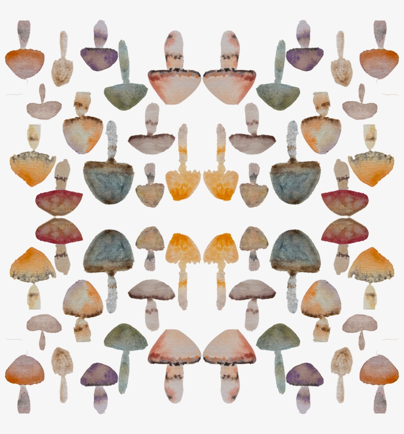 Box Turtle PNG Image | Transparent PNG Free Download on SeekPNG