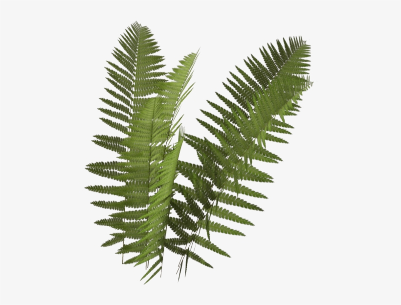Leaf Rendering Transprent Png - Fern Transparent PNG Image ...