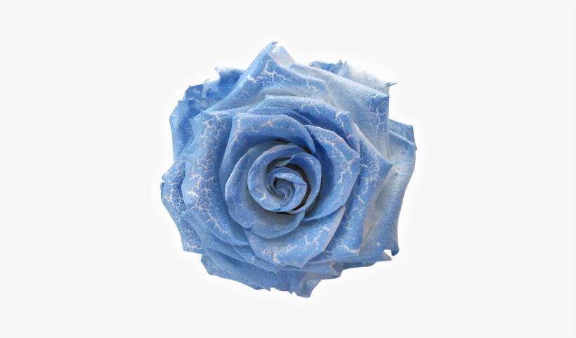 Ecuador Flower Rose, Ecuador Flower Rose Manufacturers - Blue Rose PNG ...