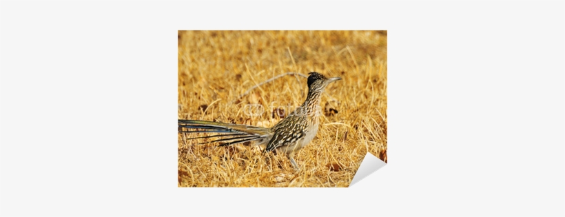 Roadrunner PNG Image | Transparent PNG Free Download on SeekPNG