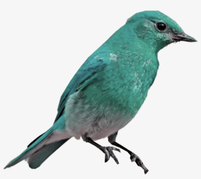 Mountain Bluebird Western Bluebird Eastern Bluebird - Bluebird Png PNG ...