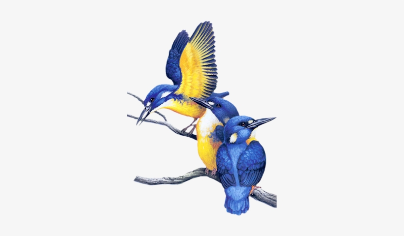 Bl Gold Birds Branch - Bluebird PNG Image | Transparent PNG Free ...