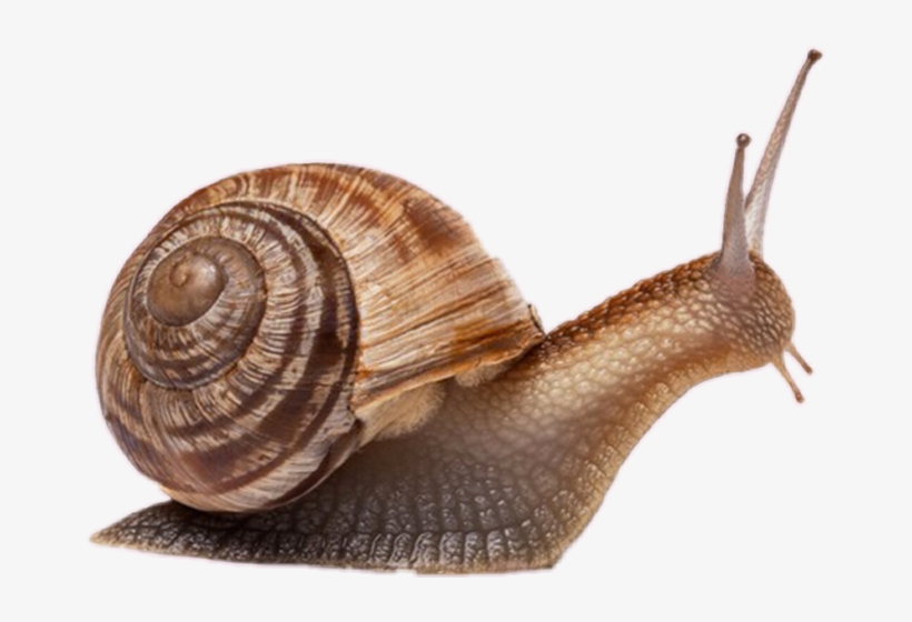 External Anatomy Of A Snail PNG Image | Transparent PNG Free Download ...