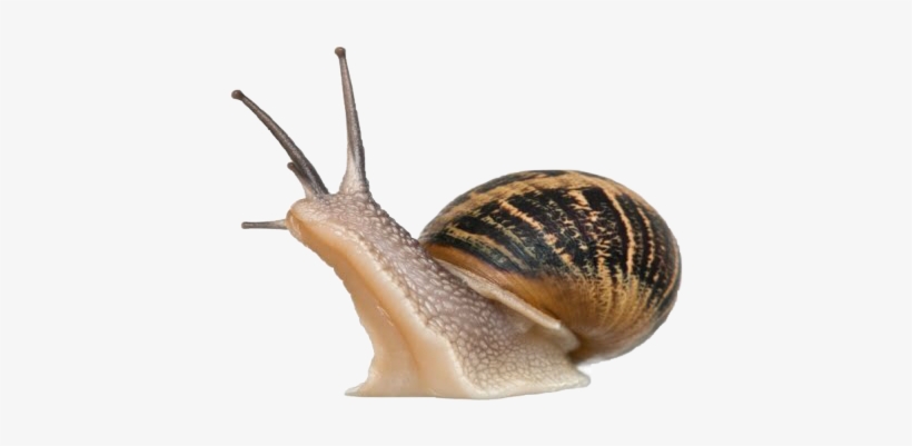Snail Transparent Background PNG Image | Transparent PNG Free Download ...