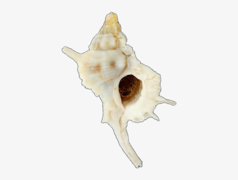 Download Conch | Transparent PNG Download | SeekPNG
