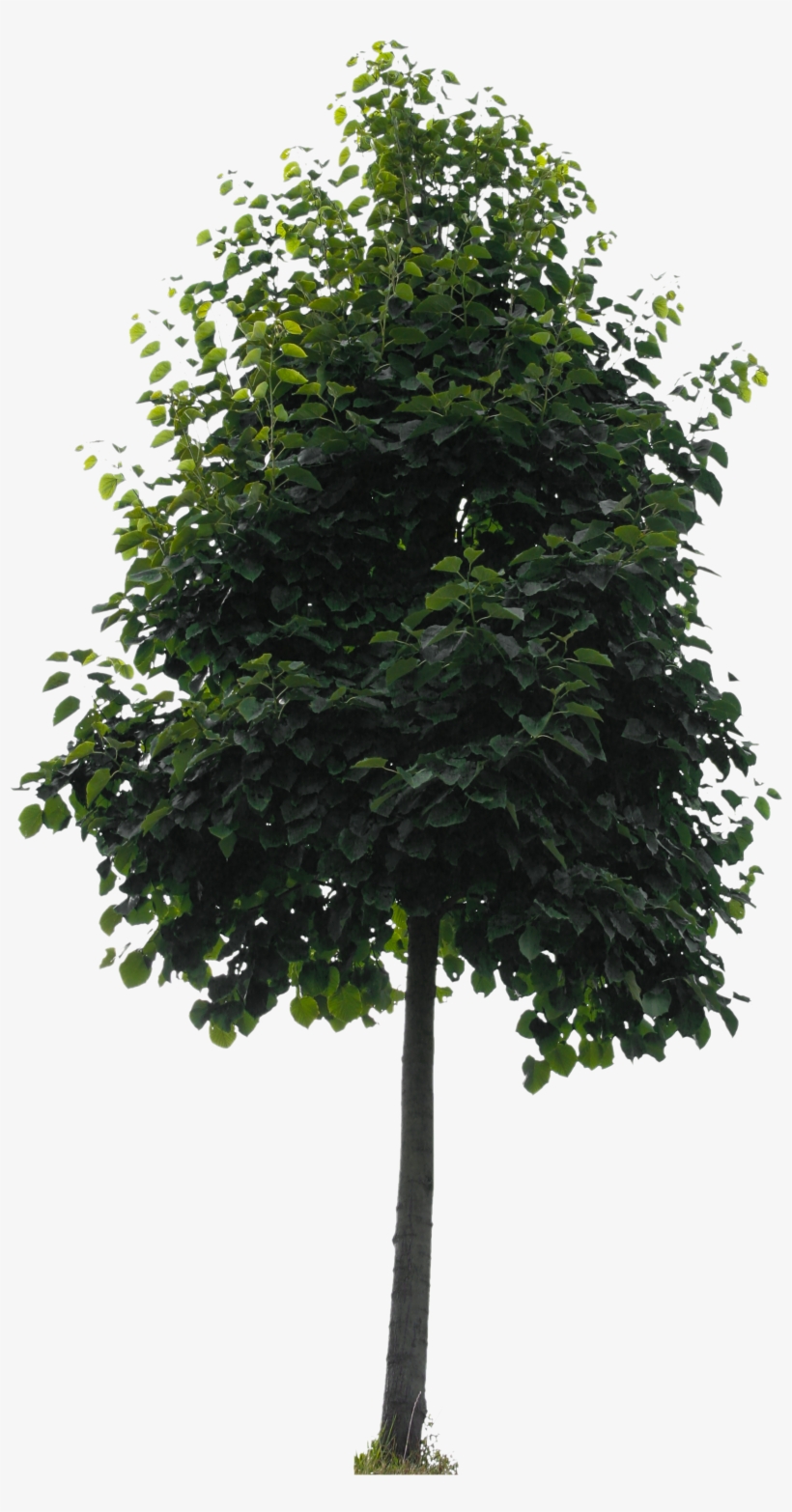 Small Tree Png PNG Image | Transparent PNG Free Download on SeekPNG