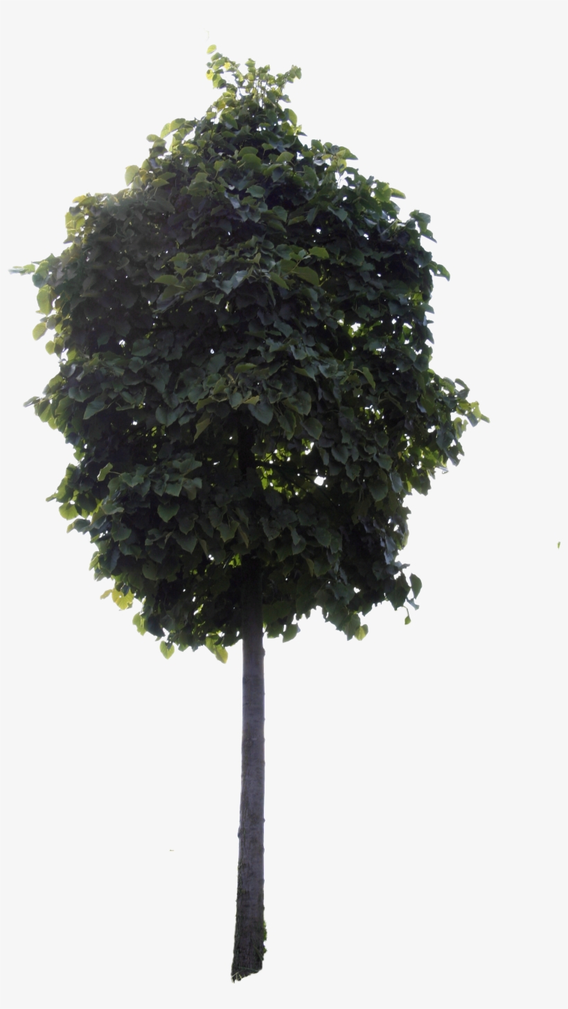 Small City Tree PNG Image | Transparent PNG Free Download on SeekPNG