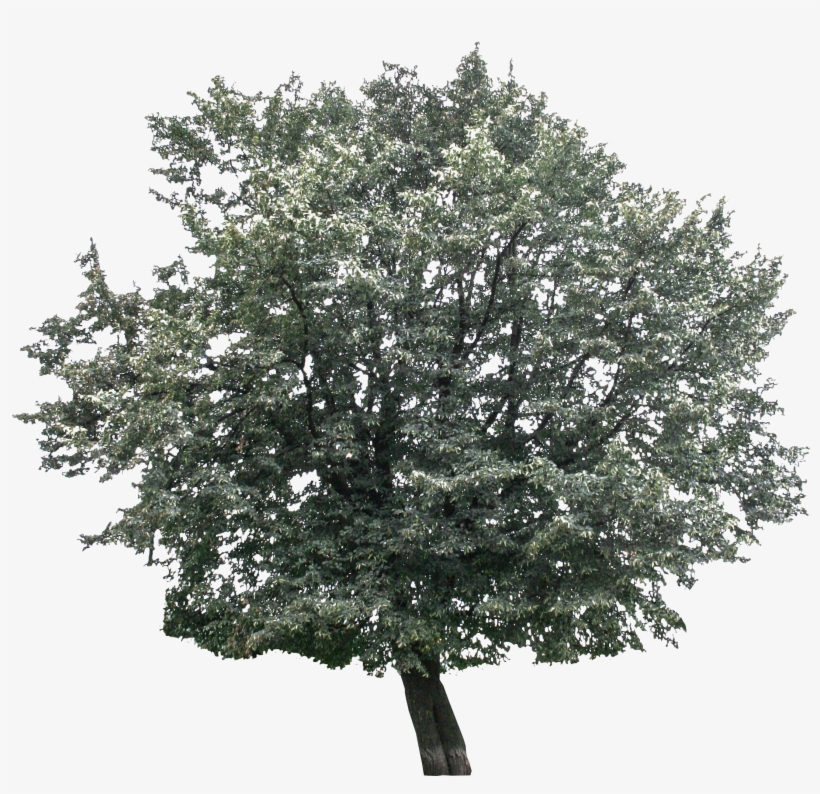 2d Trees PNG Image | Transparent PNG Free Download on SeekPNG