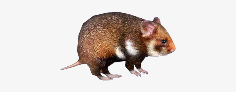 European Hamster - Wiki PNG Image | Transparent PNG Free Download on ...