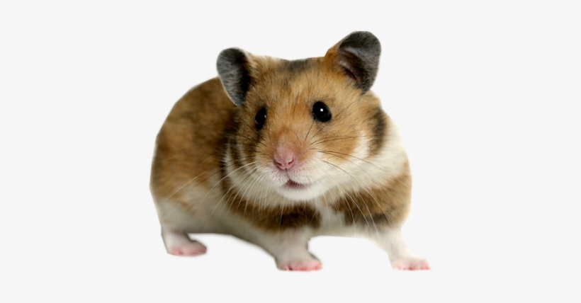 German Hamster PNG Image | Transparent PNG Free Download on SeekPNG