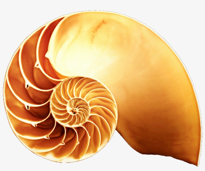 Orange Snail Shell Cut In Half By Jeanicebartzen27 - Java How To ...