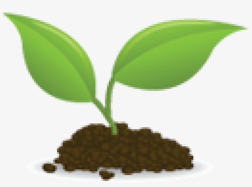 Seed Germination Clipart