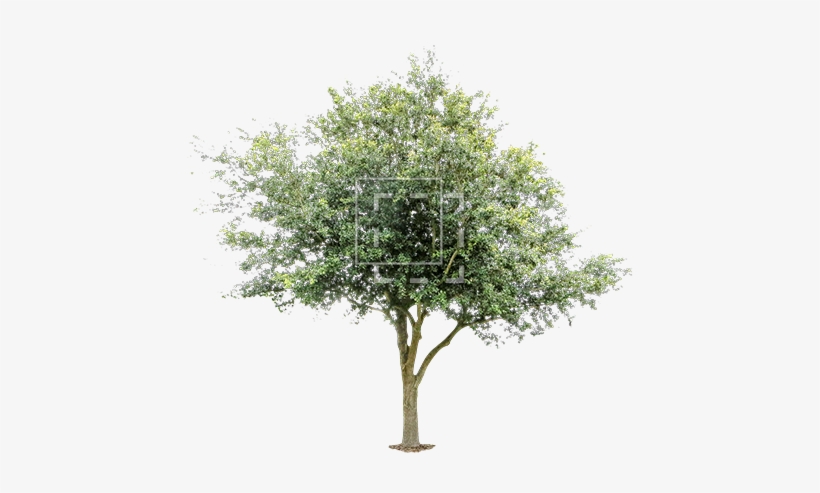 Young Oak Tree - Free Image Of Tree PNG Image | Transparent PNG Free ...