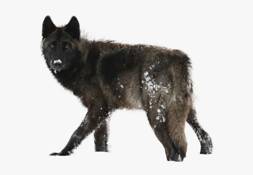 Black Wolf Png Transparent Black Wolf - Crni Vuk PNG Image ...