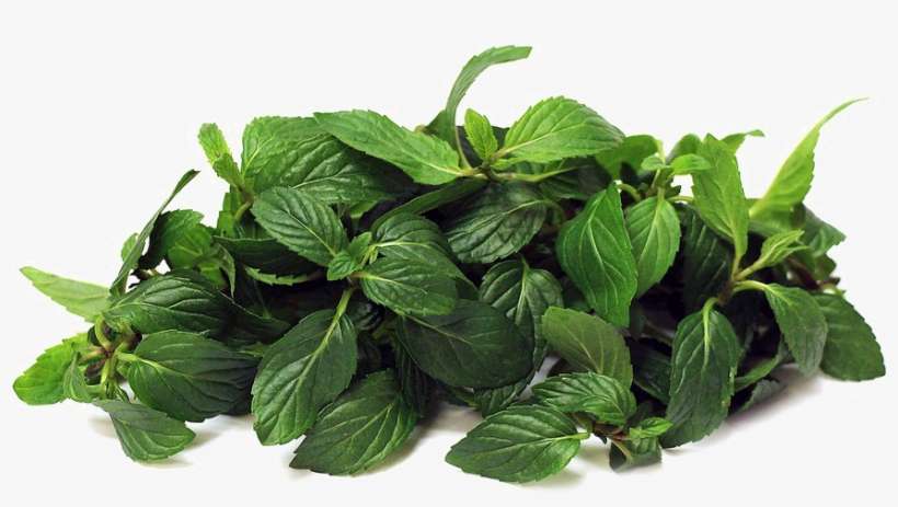 Download Peppermint Png Image - Peppermint | Transparent PNG Download ...