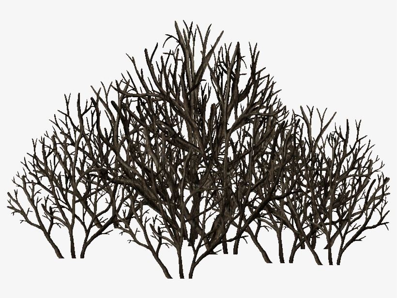 Leafless Shrub - Oak PNG Image | Transparent PNG Free Download on SeekPNG