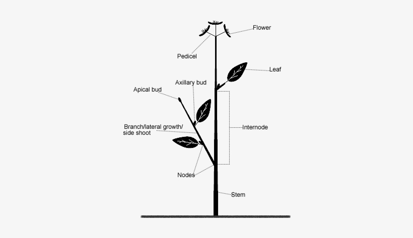 Parts Of A Stem - Major Parts Of A Stem PNG Image | Transparent PNG ...