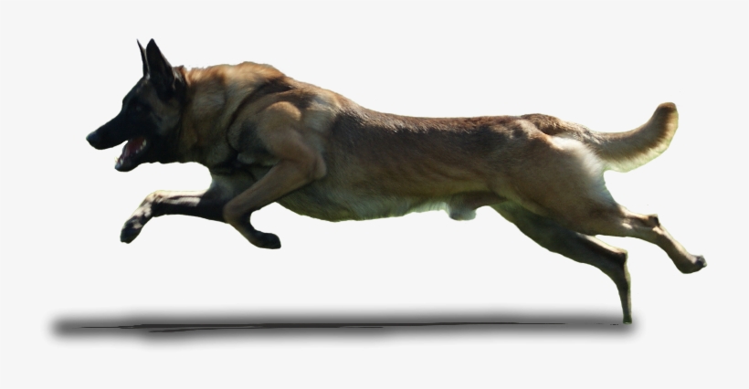 Dog Running Png PNG Image | Transparent PNG Free Download on SeekPNG